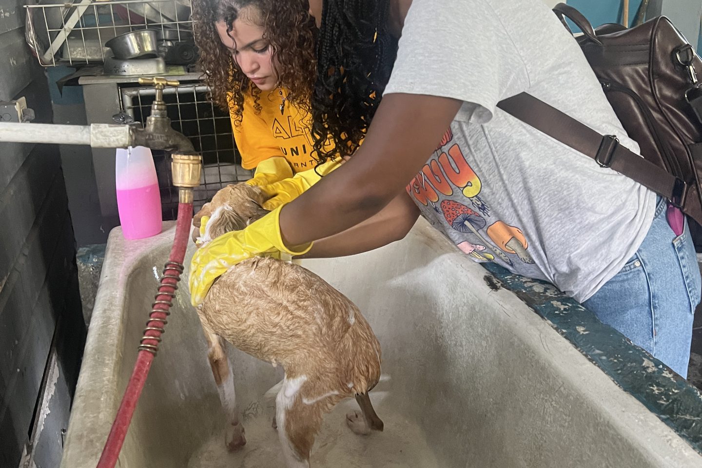 Alternative Break Programs | Adelphi University