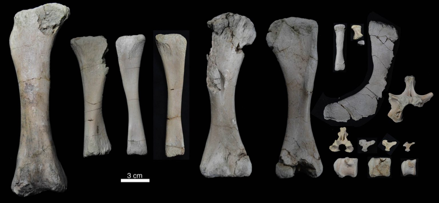 New Research on Baby Dinosaur Fossil Shows Some Dinosaurs May Have ...