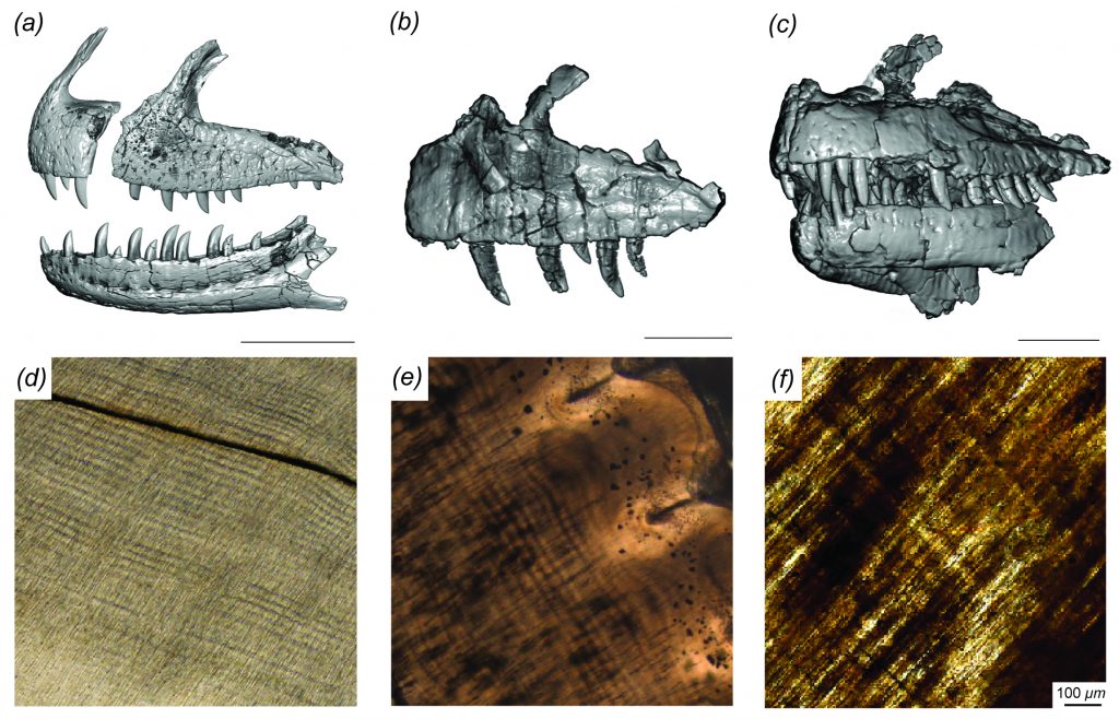 Study Reveals Dinosaur Replaced Teeth as Often as Sharks