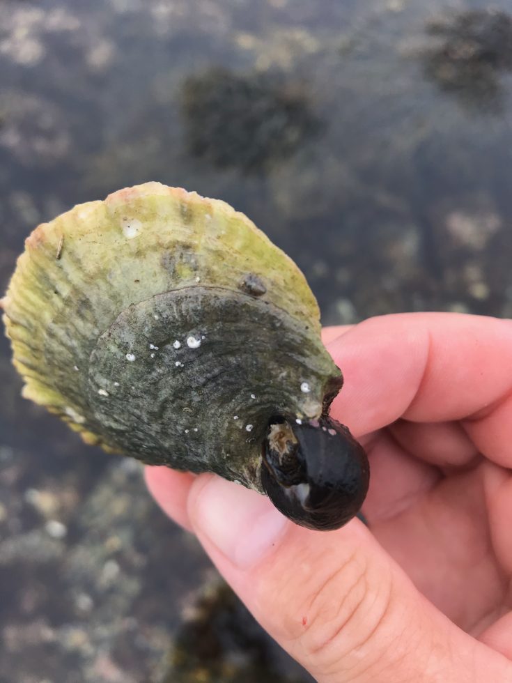Putting the “Oyster" Back in Oyster Bay | Adelphi University
