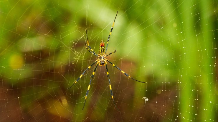 The Joro Spiders Are Coming: Are You Fascinated or Freaking Out ...