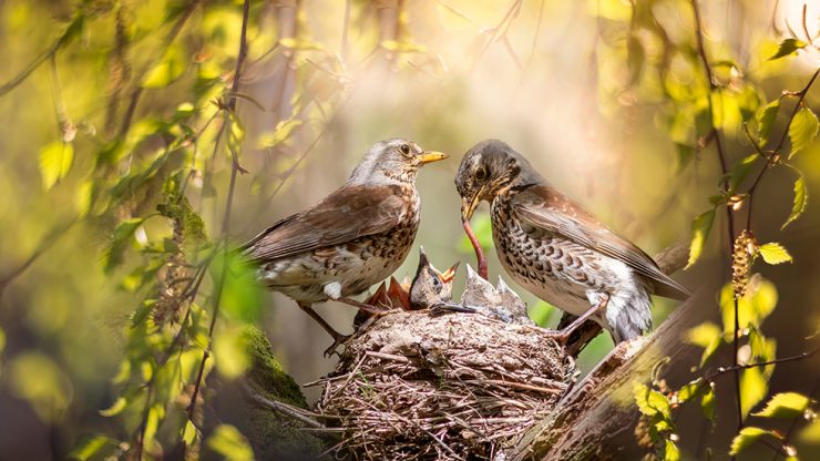 Birds of a Feather: The Evolutionary Science That Makes Bird Parents ...